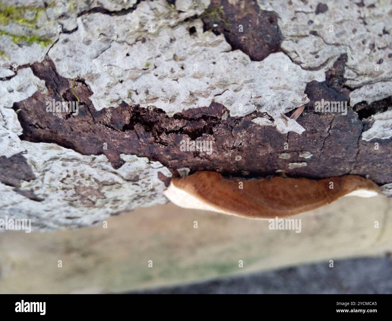 Resinous Polypore (Ischnoderma resinosum) Fungi Stock Photo - Alamy