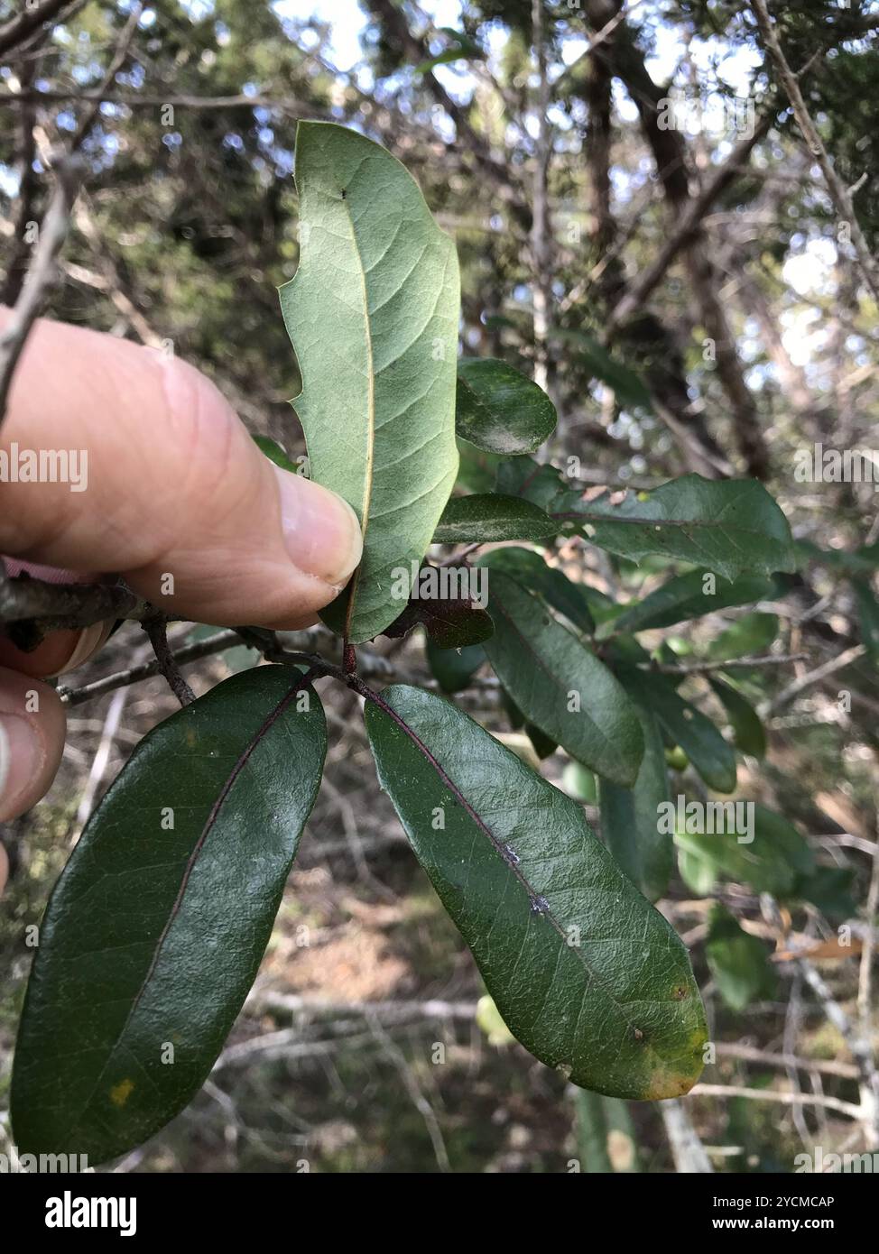 Texas live oak (Quercus fusiformis) Plantae Stock Photo - Alamy