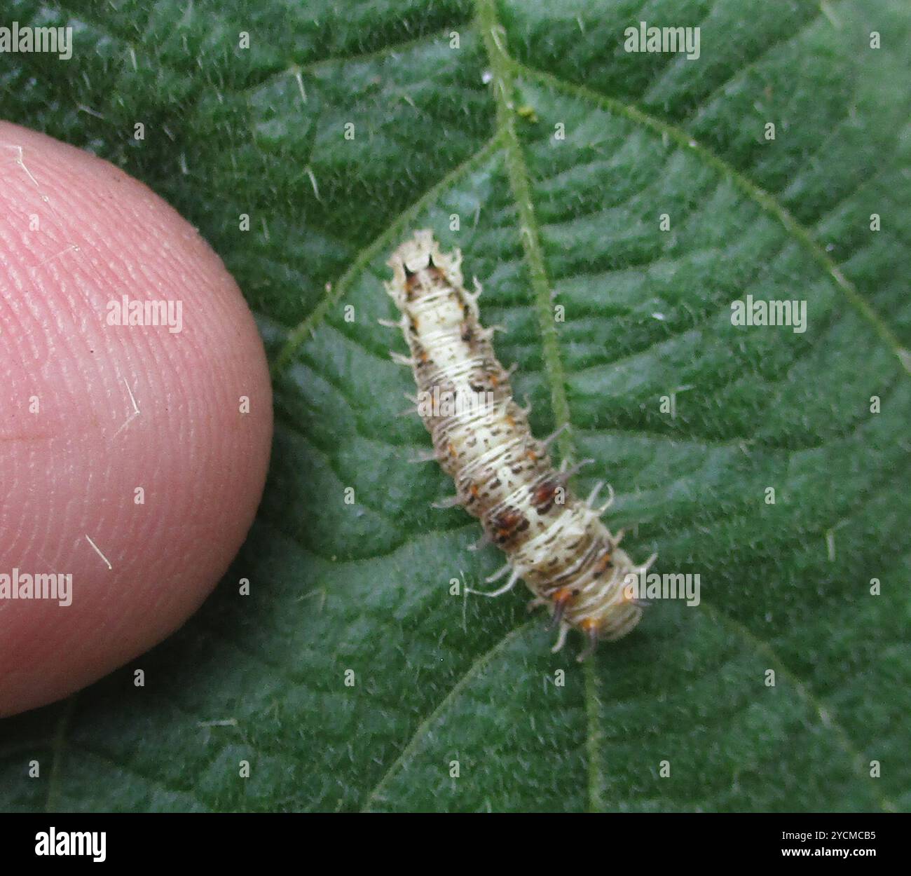 Spiny Bollworm (Earias biplaga) Insecta Stock Photo - Alamy