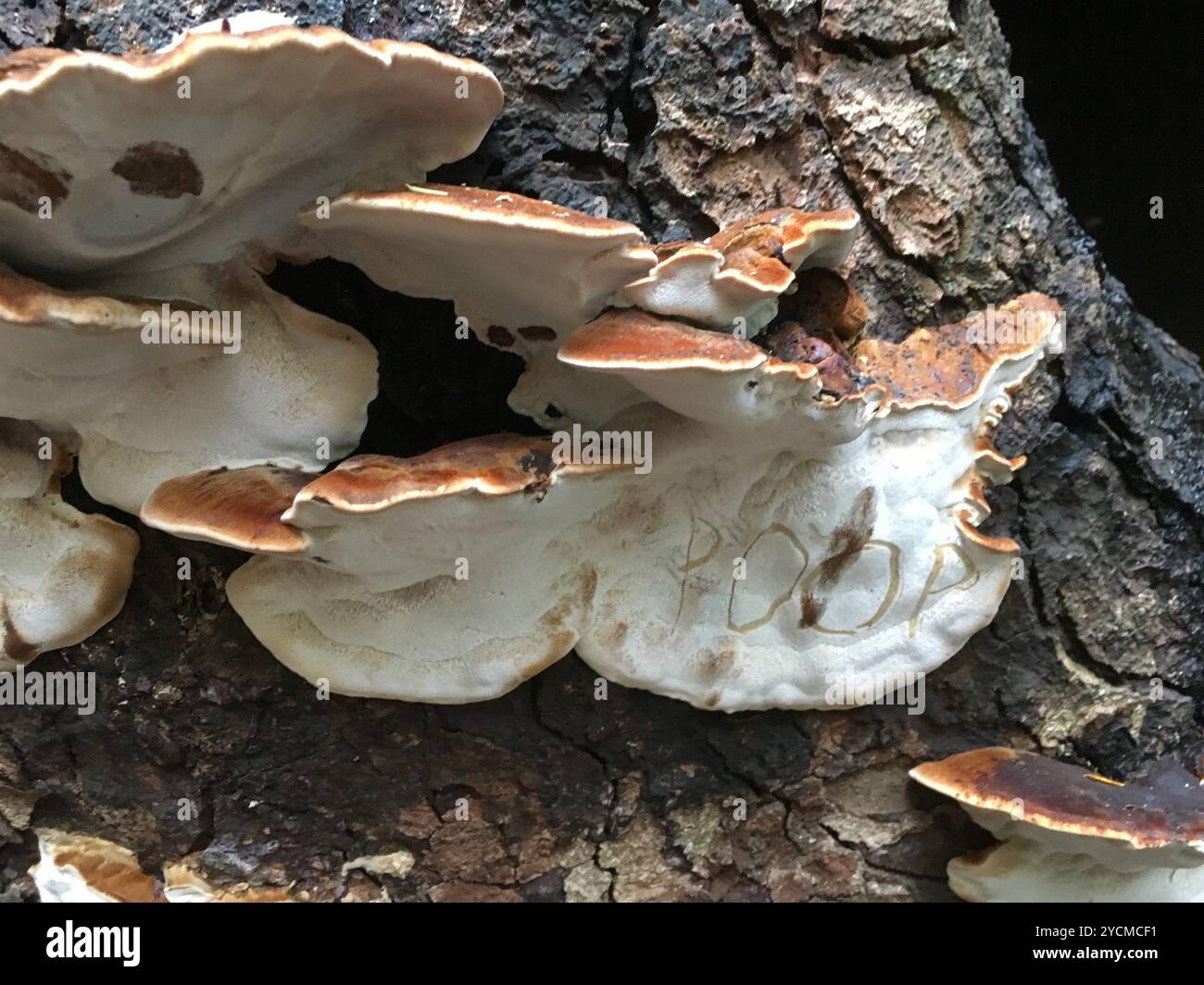 Resinous Polypore (Ischnoderma resinosum) Fungi Stock Photo - Alamy