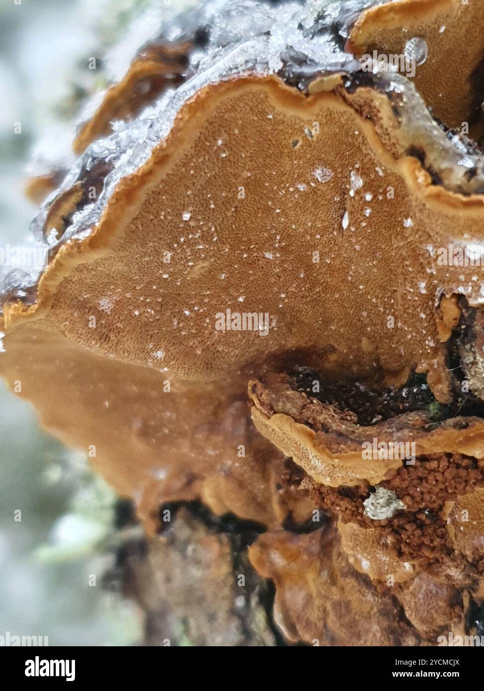 (Phellinopsis conchata) Fungi Stock Photo - Alamy