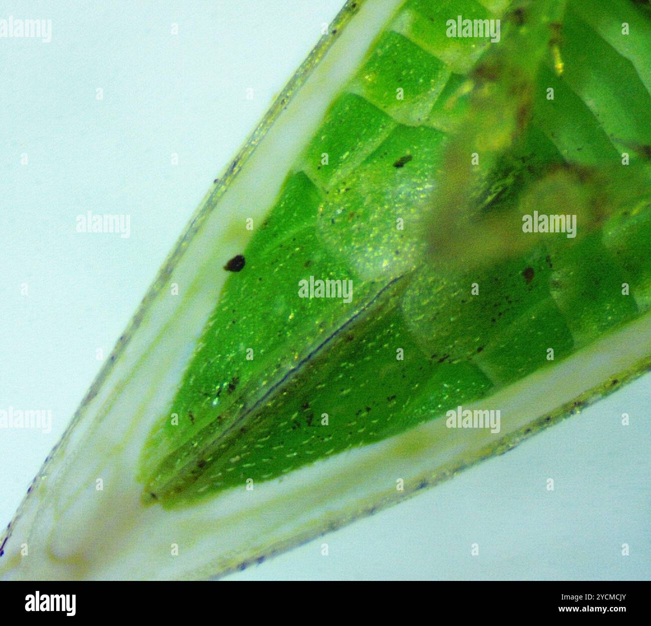 (Xerophloea viridis) Insecta Stock Photo - Alamy