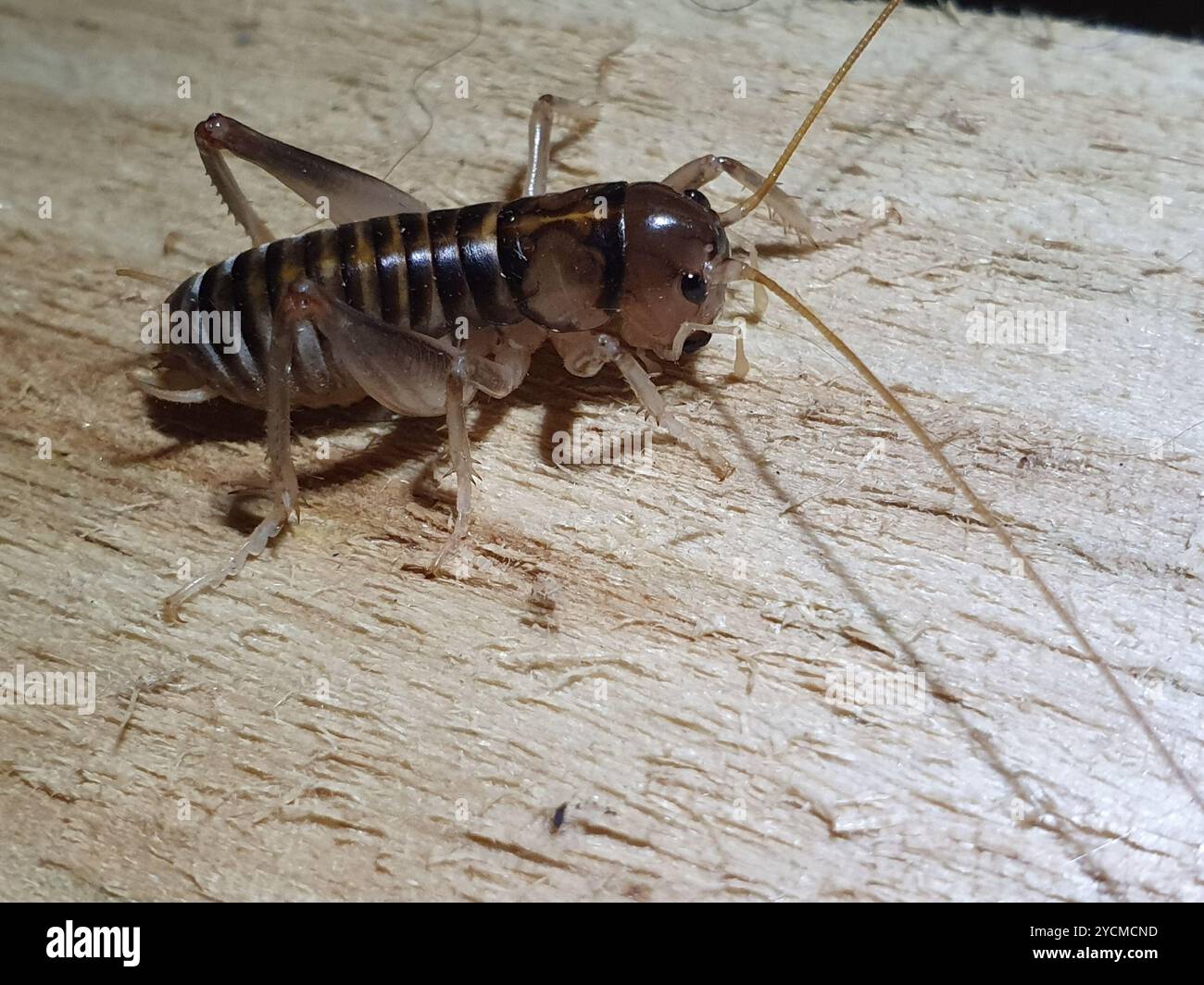 Wētā and King Crickets (Anostostomatidae) Insecta Stock Photo - Alamy