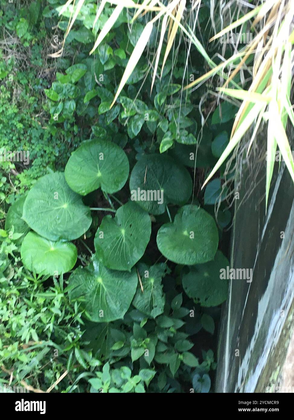 pariparoba (Piper peltatum) Plantae Stock Photo - Alamy