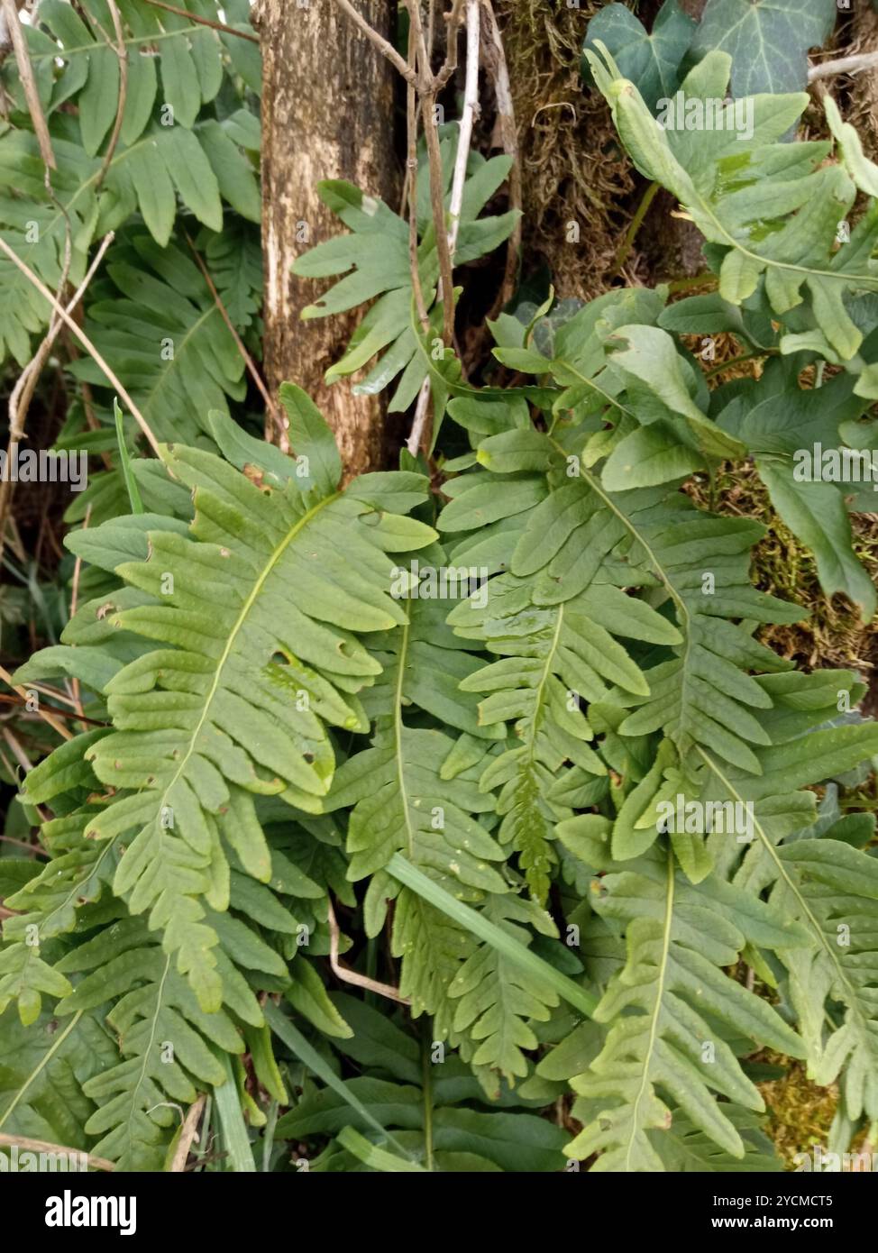 intermediate polypody (Polypodium interjectum) Plantae Stock Photo - Alamy