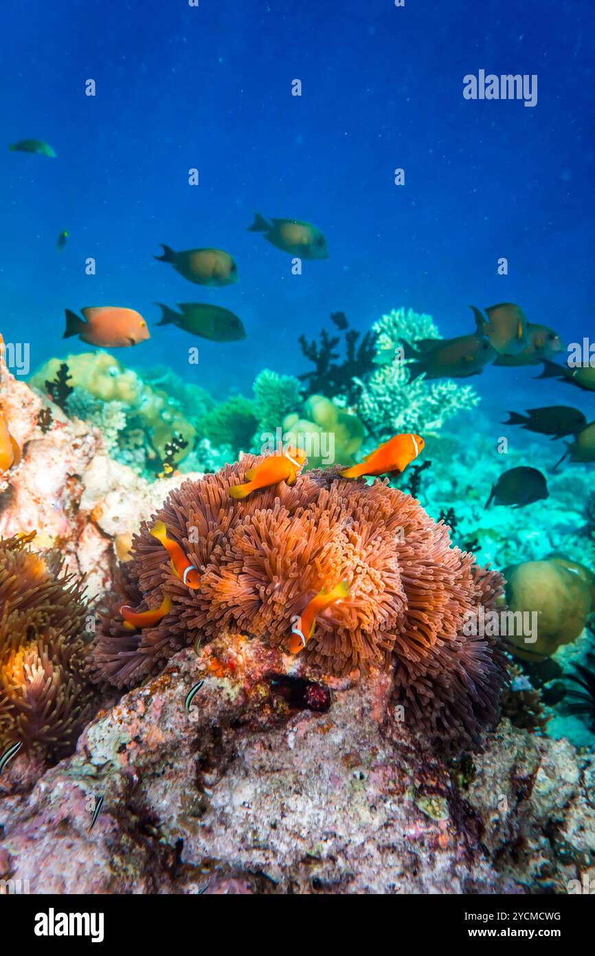 Anemonefish clown hi-res stock photography and images - Alamy