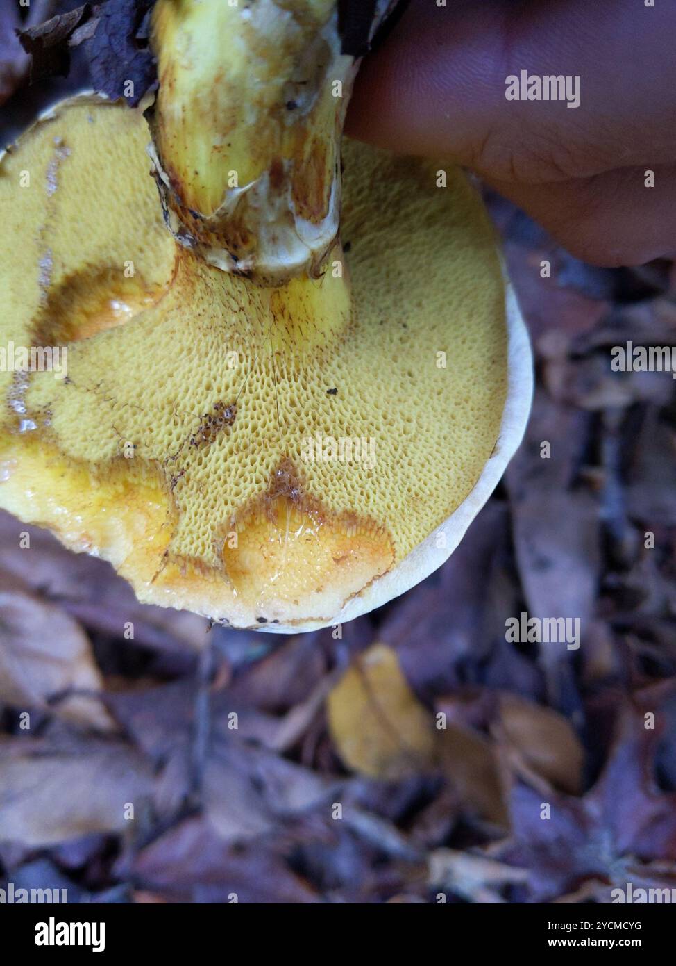 boletes (Boletaceae) Fungi Stock Photo - Alamy