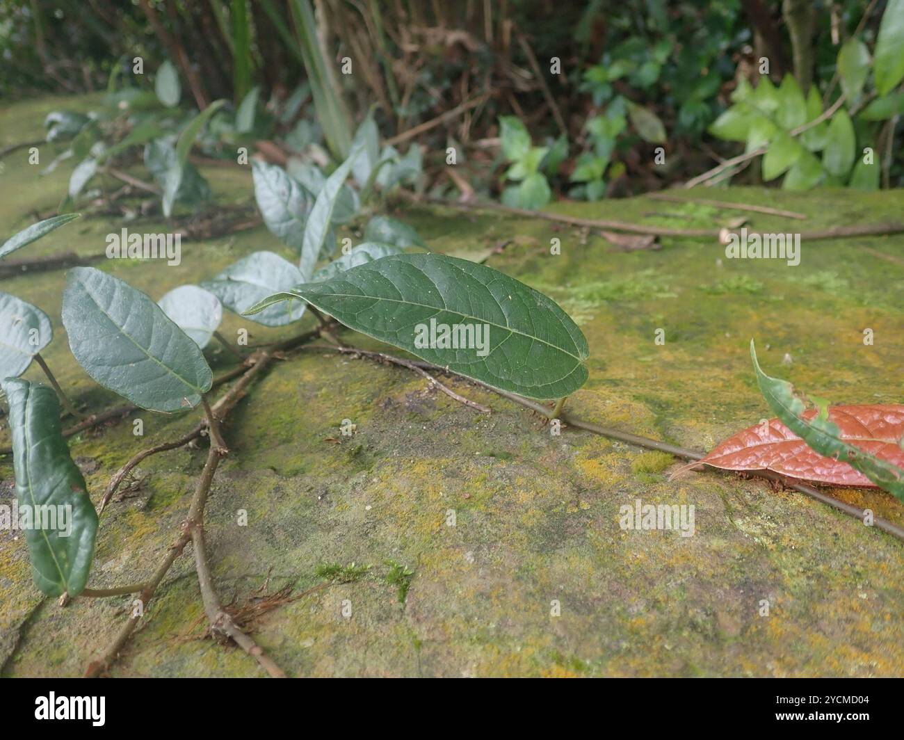 (Ficus sarmentosa nipponica) Plantae Stock Photo - Alamy
