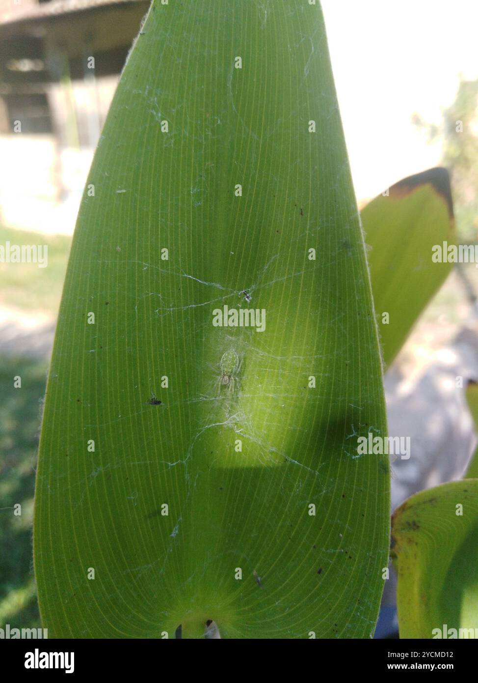 Green Meshweaver (Nigma walckenaeri) Arachnida Stock Photo - Alamy