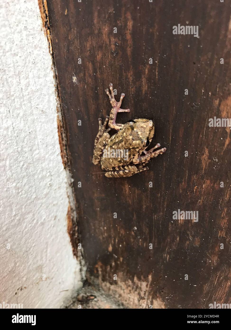 Argentine Snouted Tree Frog (Scinax granulatus) Amphibia Stock Photo ...