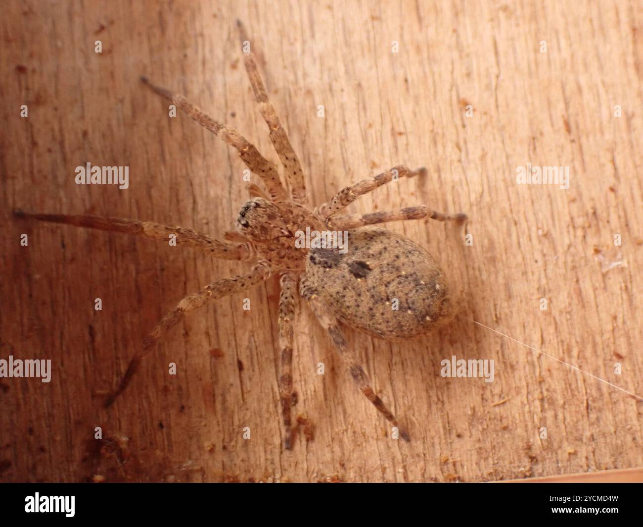 Mediterranean Spiny False Wolf Spider (Zoropsis spinimana) Arachnida ...