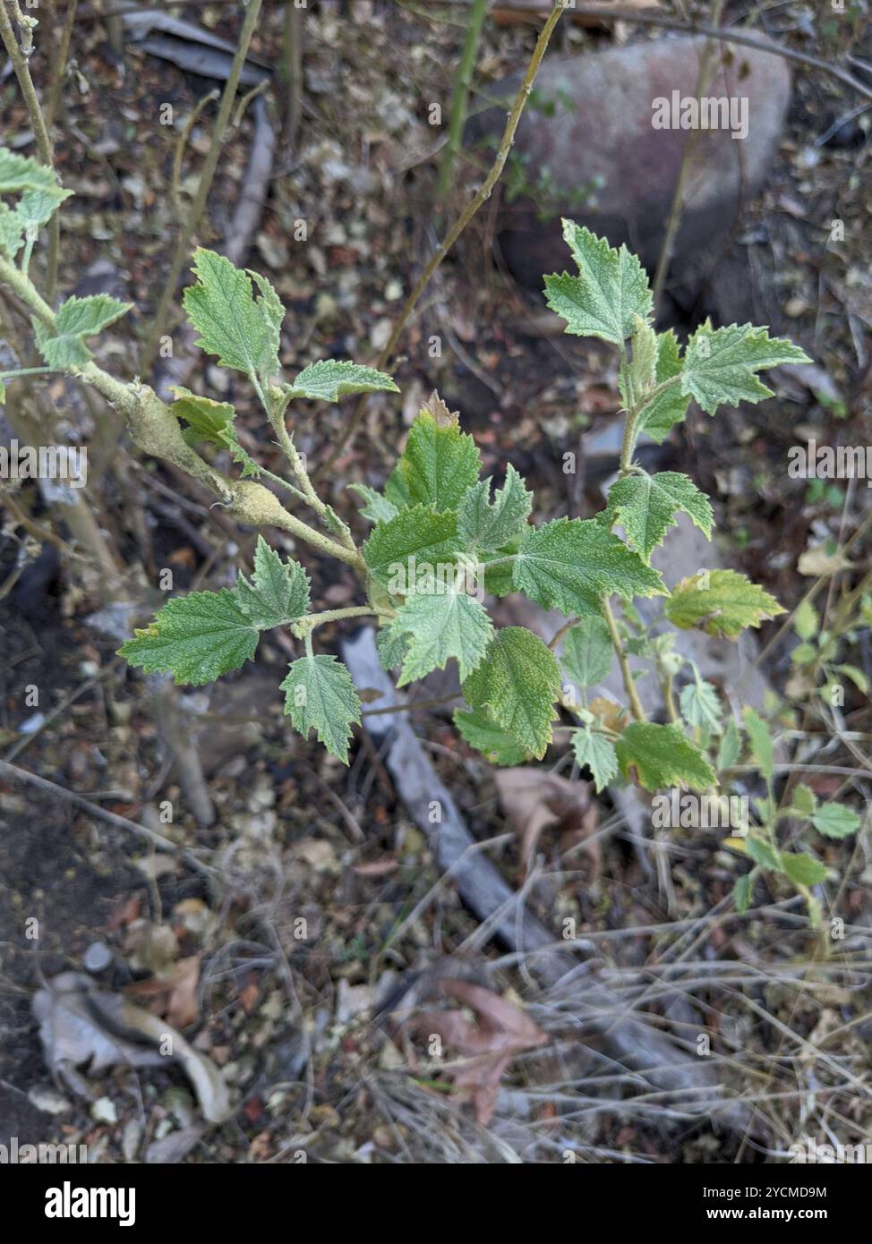 southern coastal bushmallow (Malacothamnus fasciculatus) Plantae Stock ...