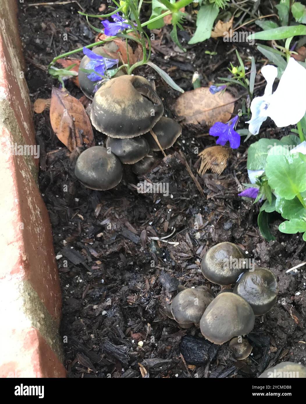 Banded Mottlegill (Panaeolus cinctulus) Fungi Stock Photo - Alamy