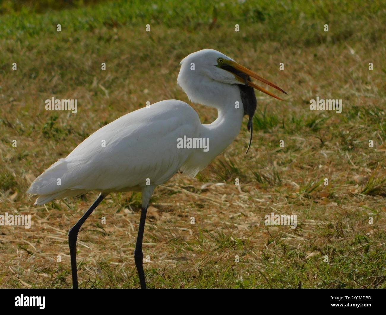 Hispid Cotton Rat (Sigmodon hispidus) Mammalia Stock Photo - Alamy