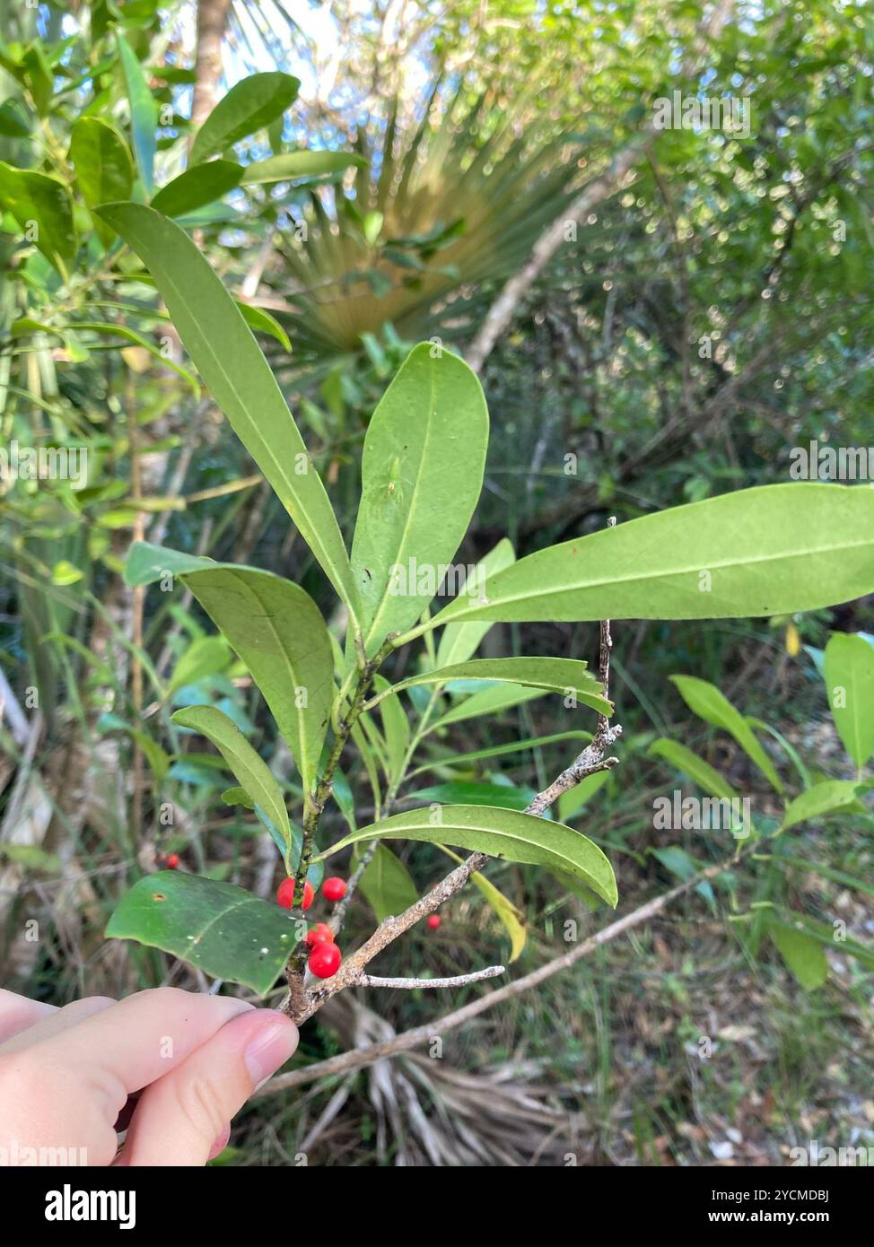 dahoon holly (Ilex cassine) Plantae Stock Photo - Alamy
