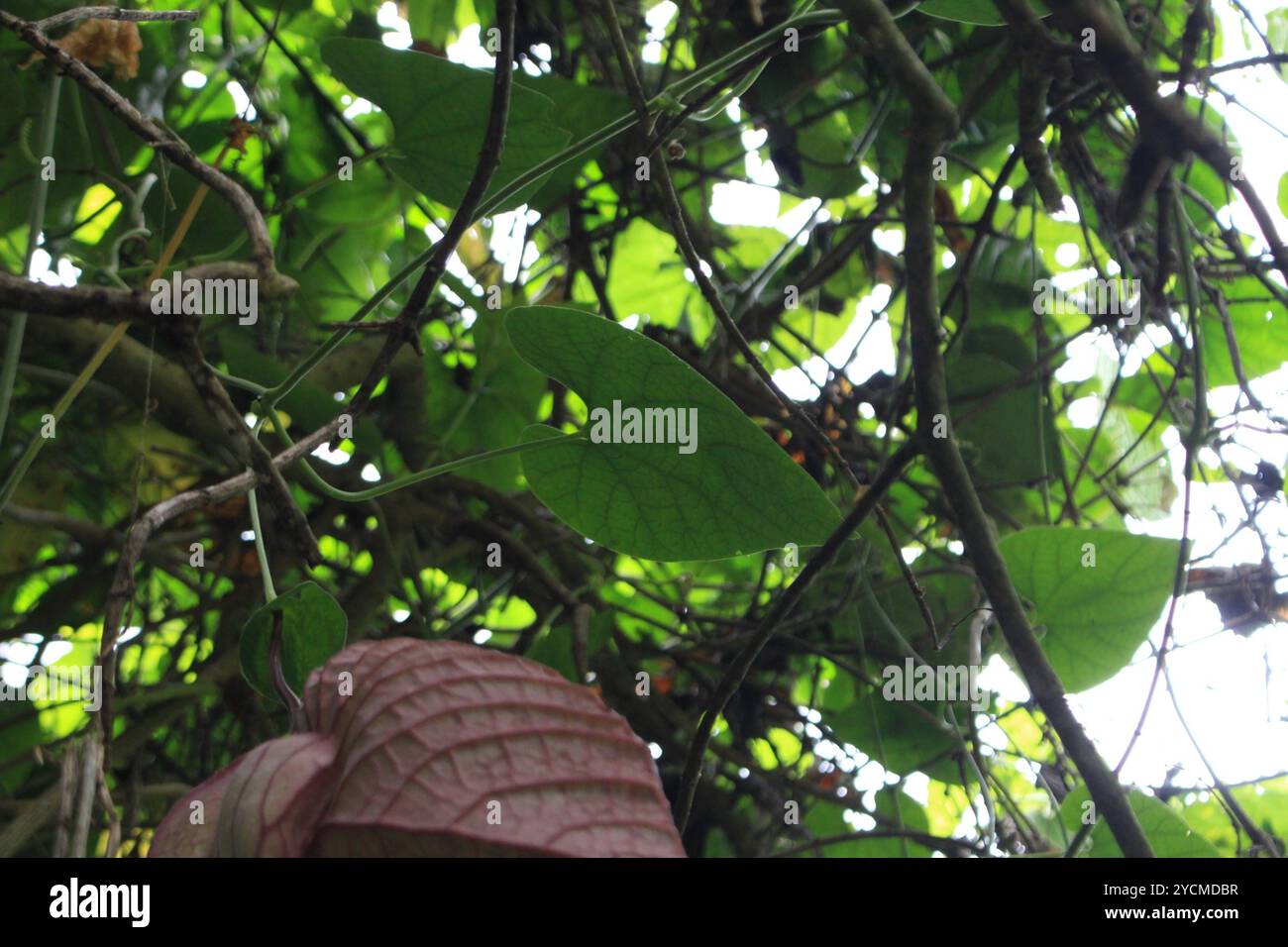 pelican flower (Aristolochia grandiflora) Plantae Stock Photo - Alamy