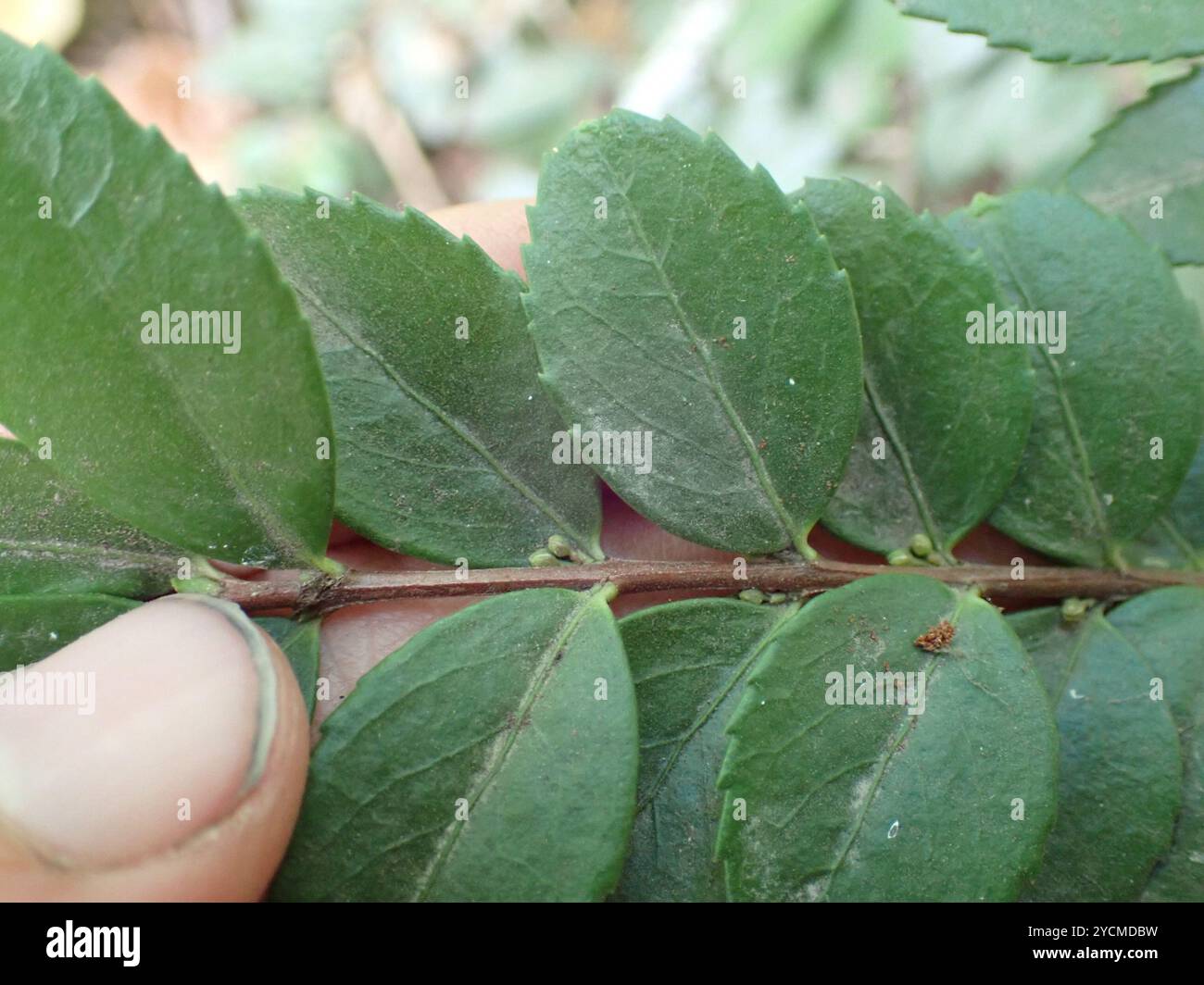 Oregon Boxwood (Paxistima myrsinites) Plantae Stock Photo - Alamy