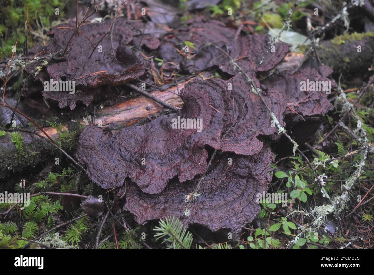 Dyer's Polypore (Phaeolus schweinitzii) Fungi Stock Photo - Alamy