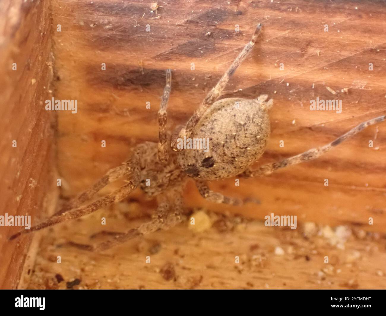 Mediterranean Spiny False Wolf Spider (Zoropsis spinimana) Arachnida ...
