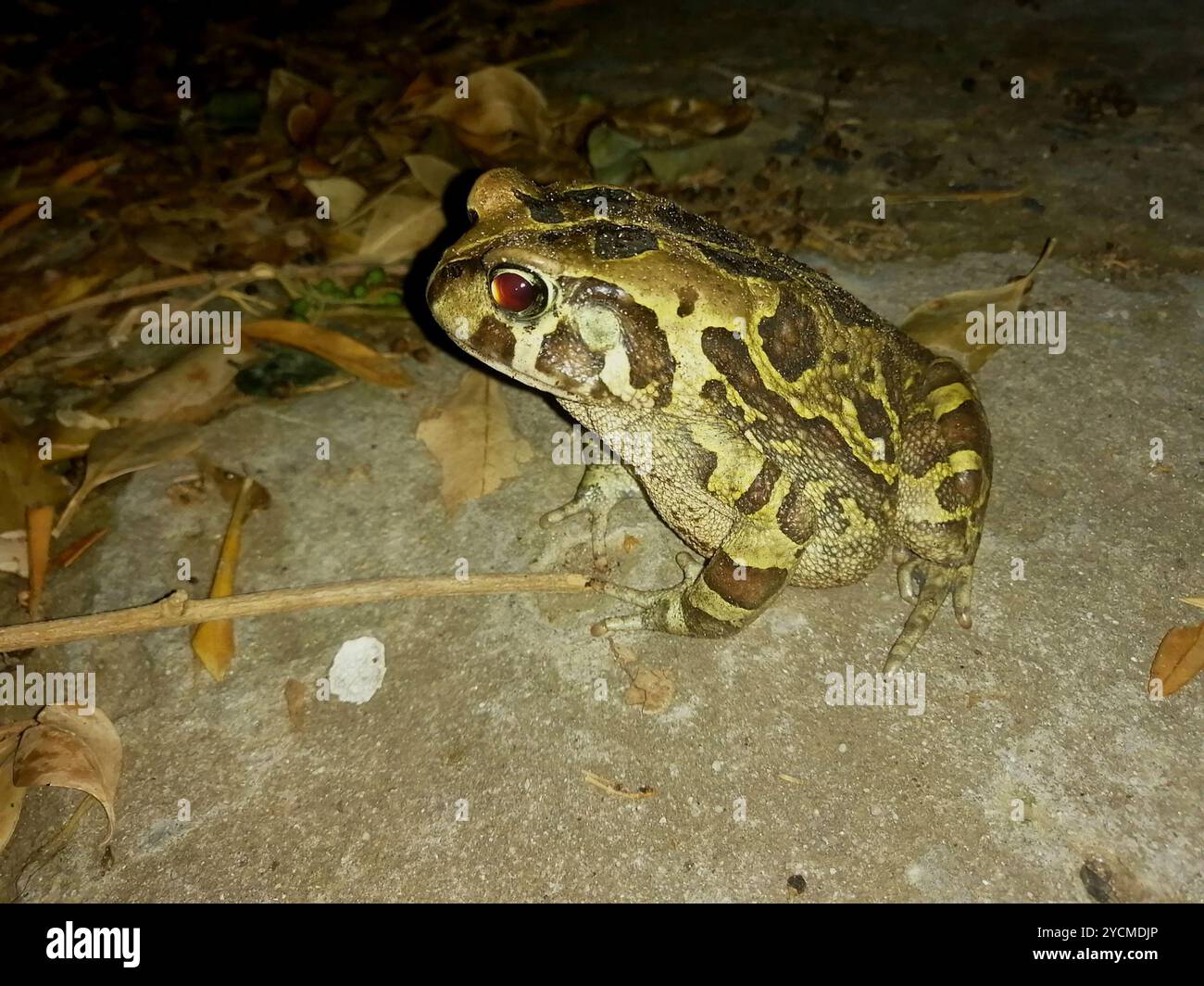 Western Leopard Toad (Sclerophrys pantherina) Amphibia Stock Photo - Alamy