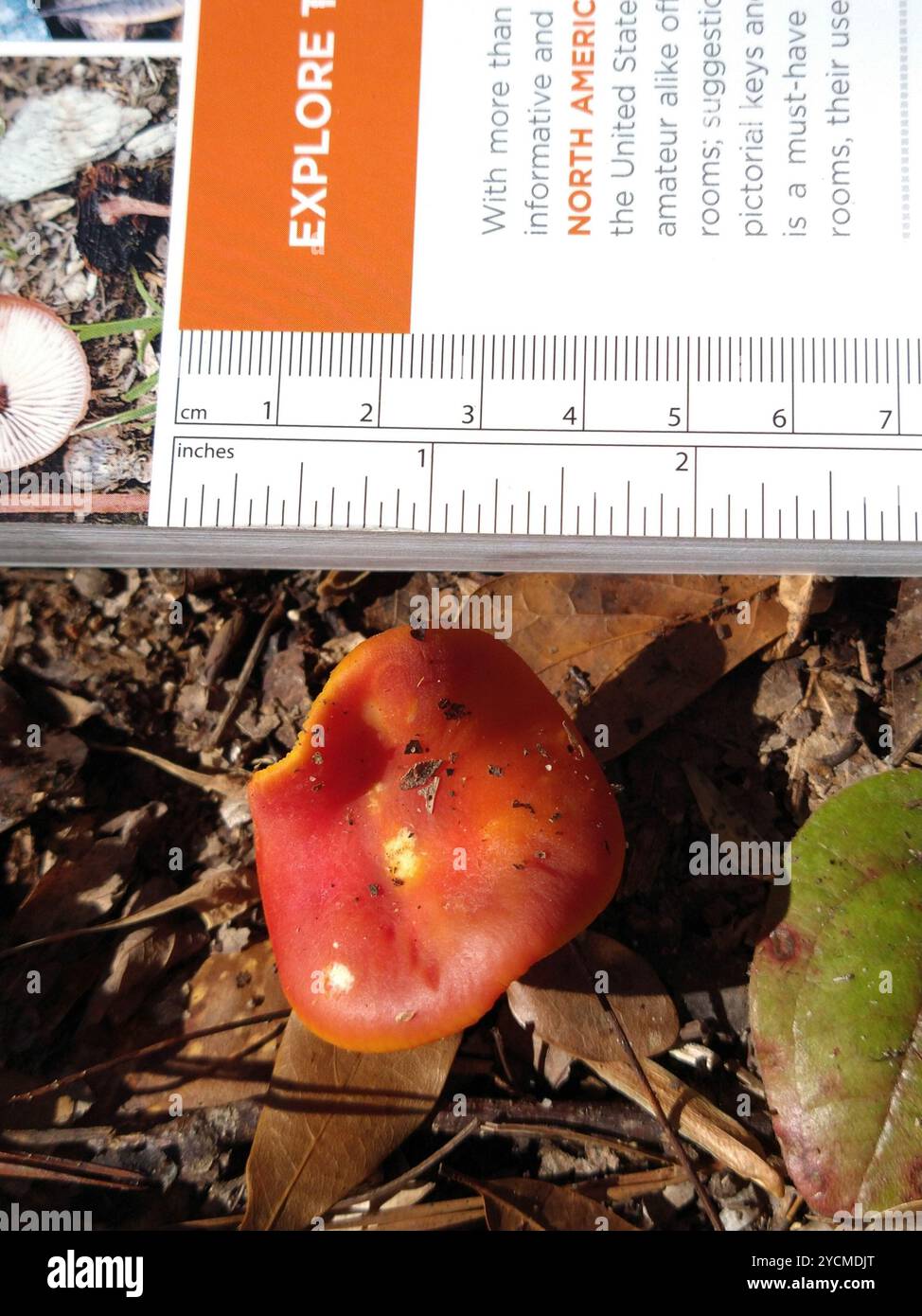 Scarlet Waxy Cap (Hygrocybe coccinea) Fungi Stock Photo - Alamy