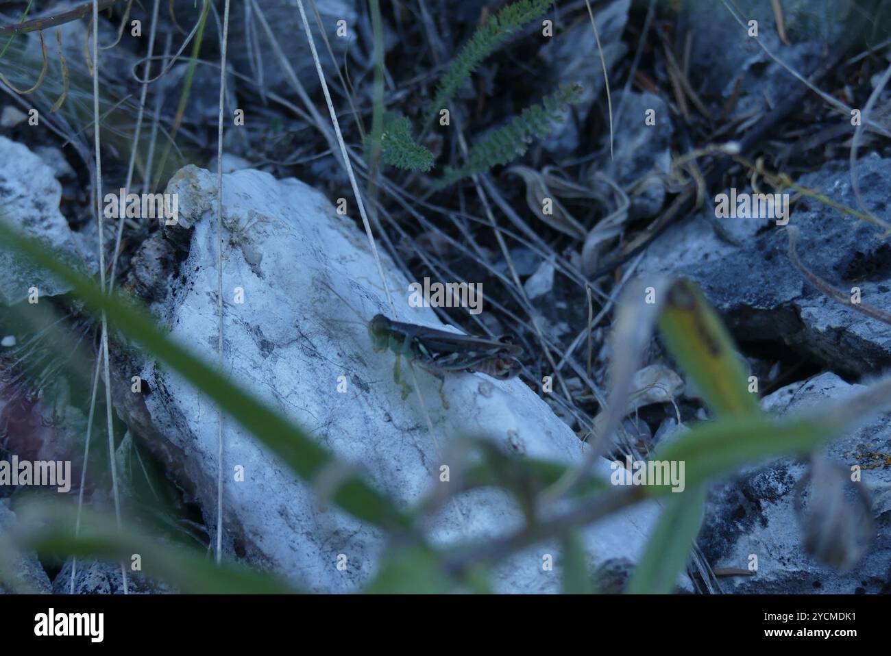 Migratory Grasshopper (Melanoplus sanguinipes) Insecta Stock Photo - Alamy