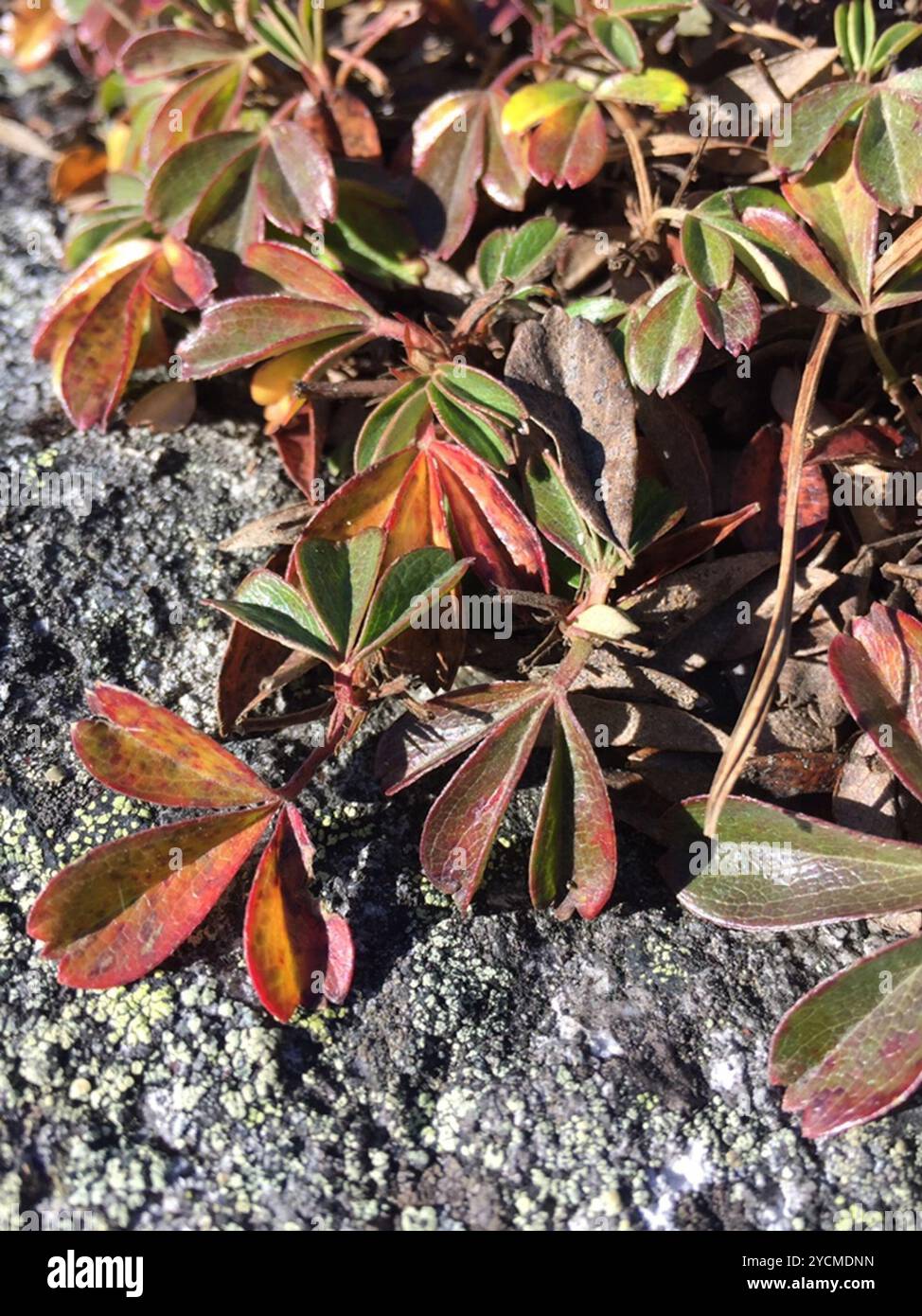 three-toothed cinquefoil (Sibbaldiopsis tridentata) Plantae Stock Photo ...
