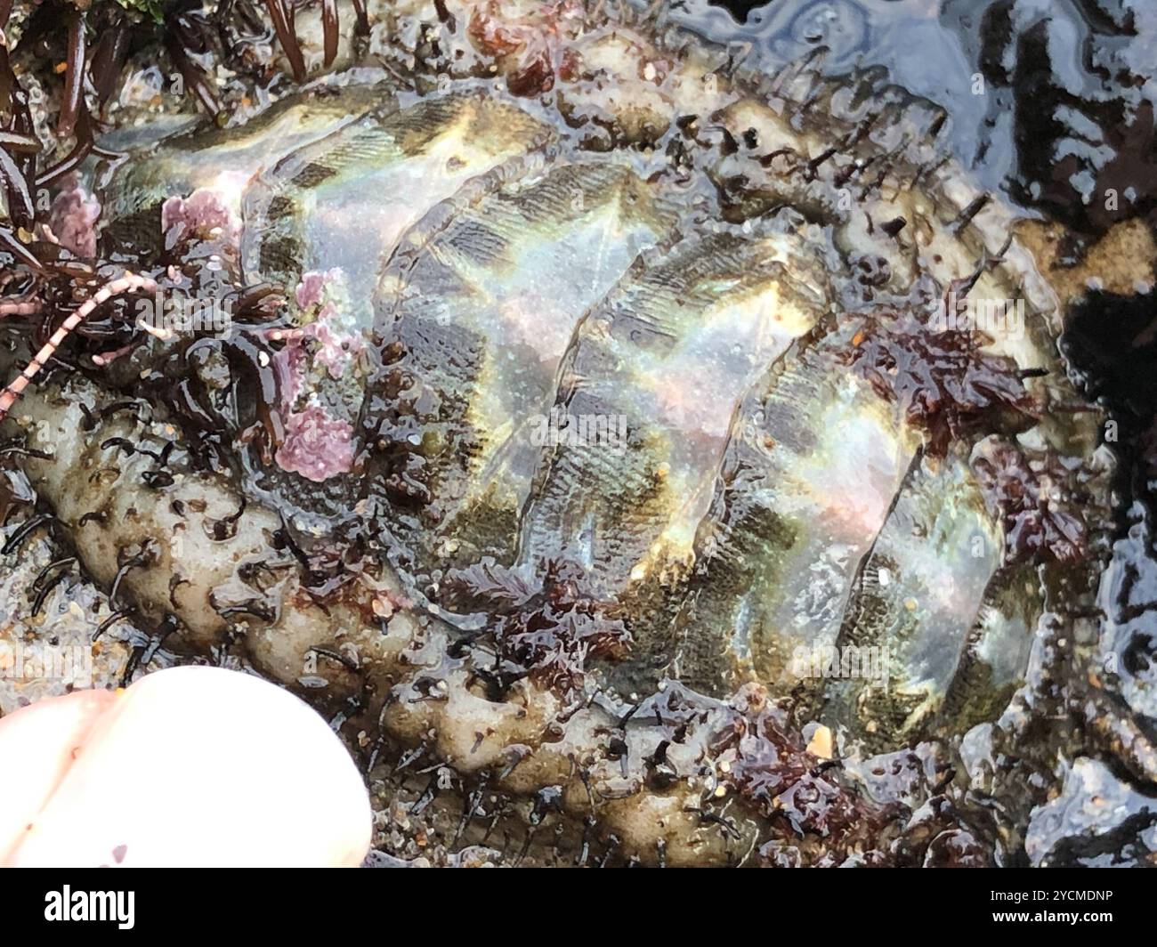 Mossy Chiton (Mopalia muscosa) Mollusca Stock Photo - Alamy
