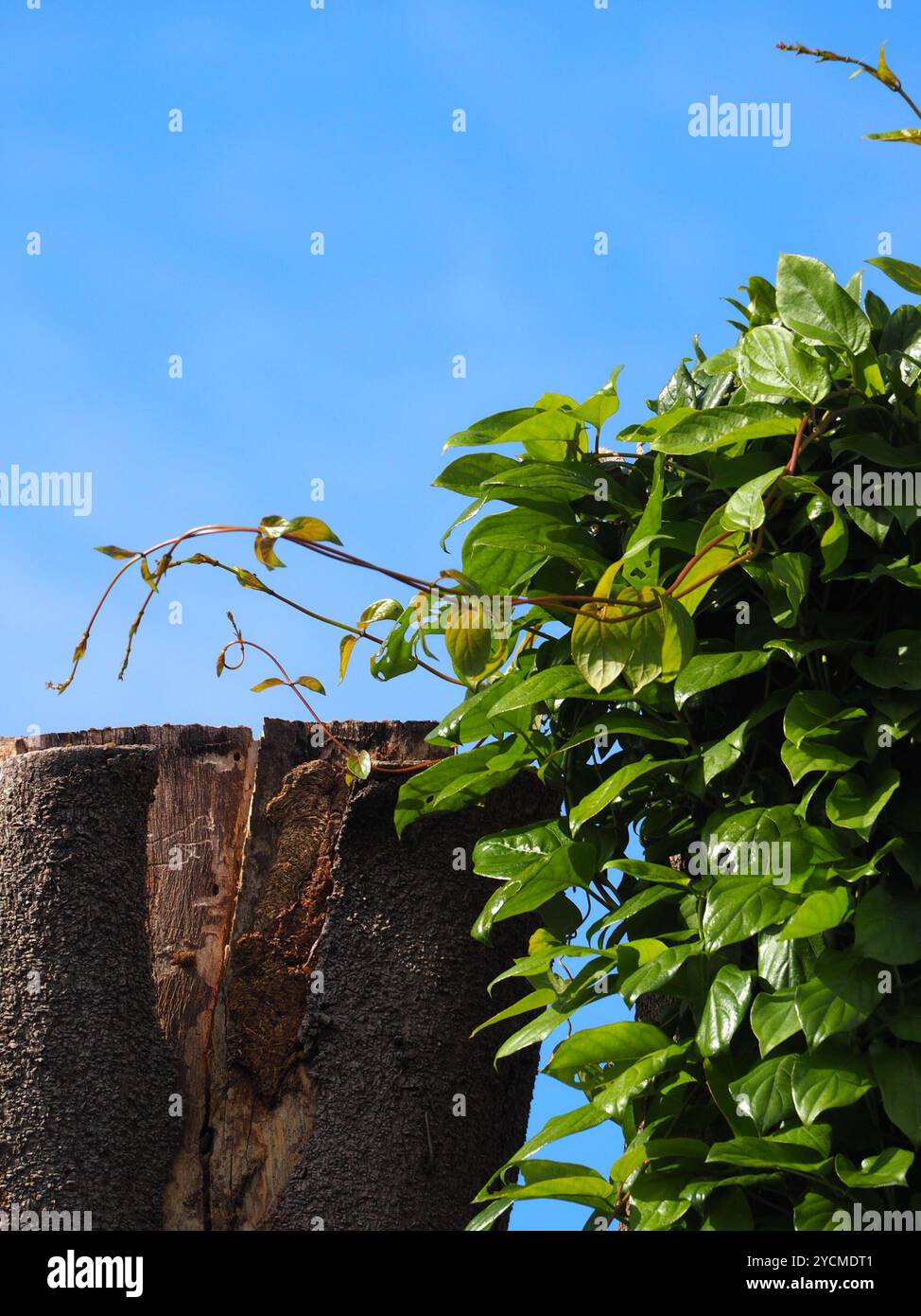 skunk vine (Paederia foetida) Plantae Stock Photo - Alamy