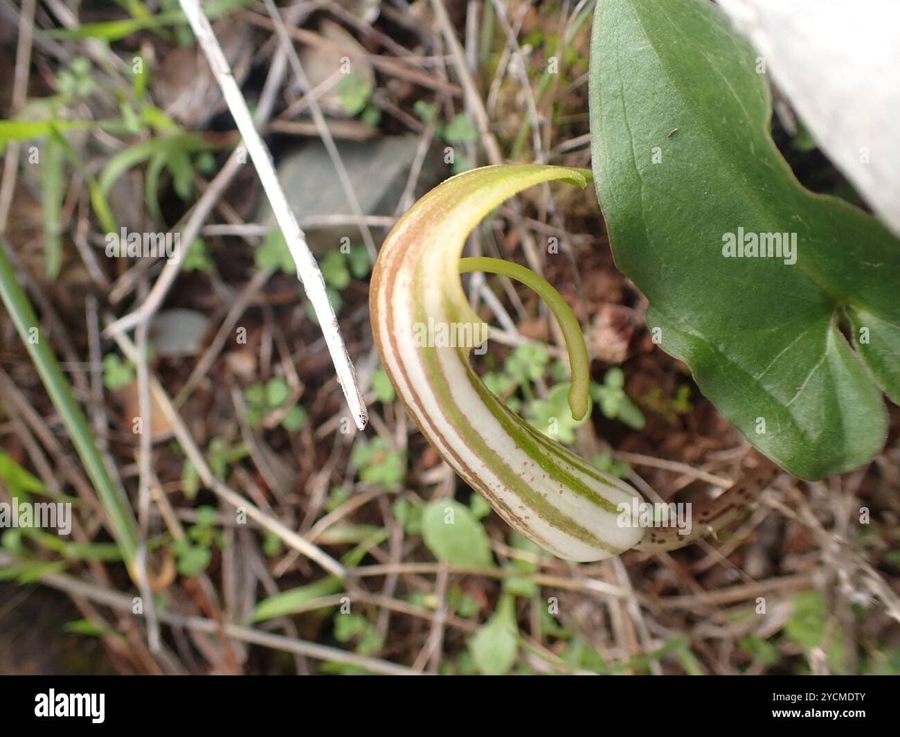 Friar's-cowl (Arisarum vulgare) Plantae Stock Photo - Alamy