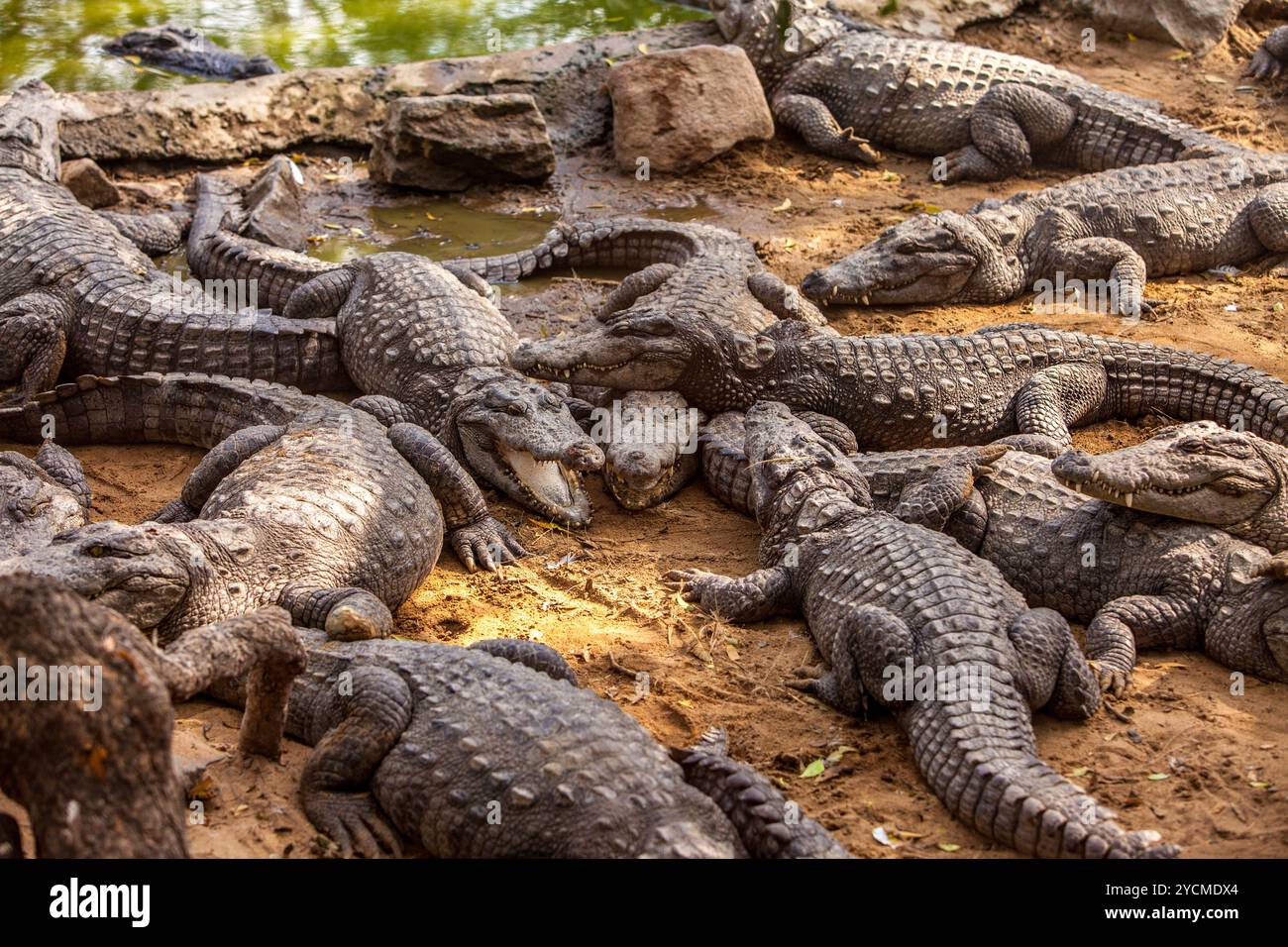 India alligator hi-res stock photography and images - Alamy
