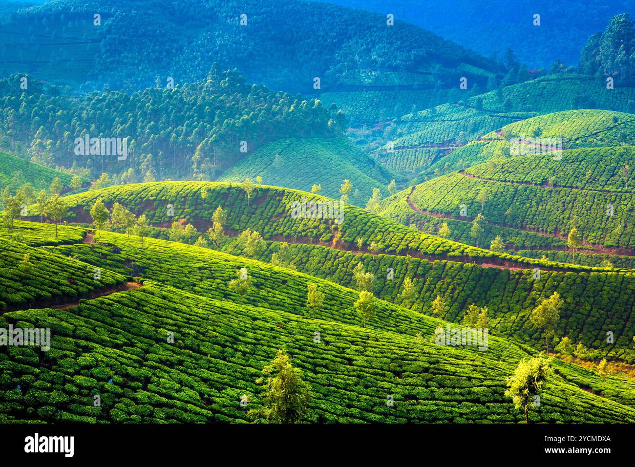 Tea plantations in India Stock Photo - Alamy