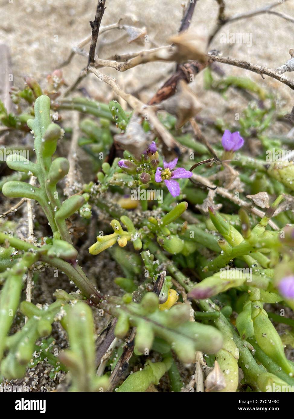 European Searocket (Cakile maritima) Plantae Stock Photo - Alamy