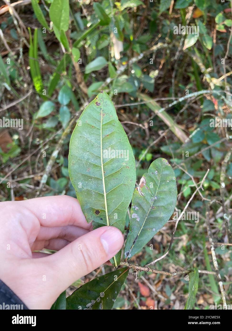 swamp laurel oak (Quercus laurifolia) Plantae Stock Photo - Alamy