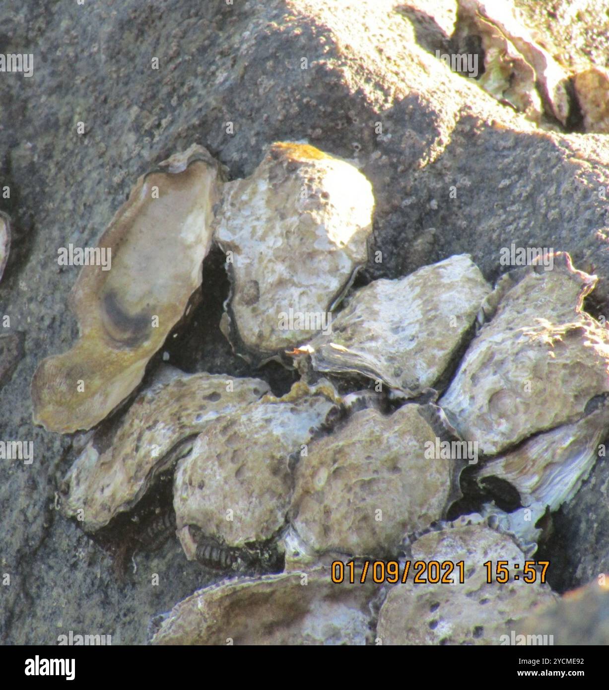 Pacific Oyster (Magallana gigas) Mollusca Stock Photo - Alamy