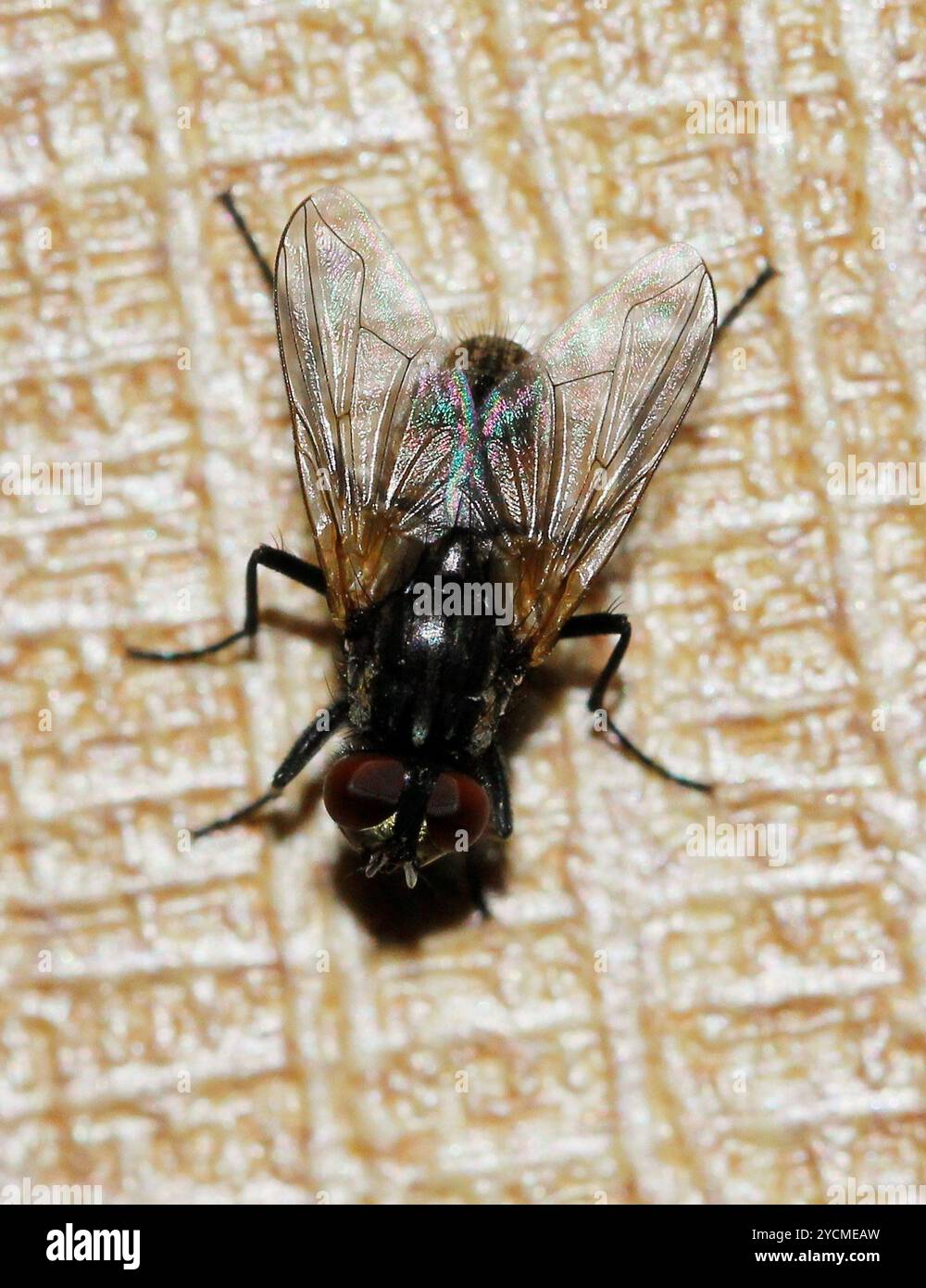 Common House Fly (Musca domestica) Insecta Stock Photo - Alamy