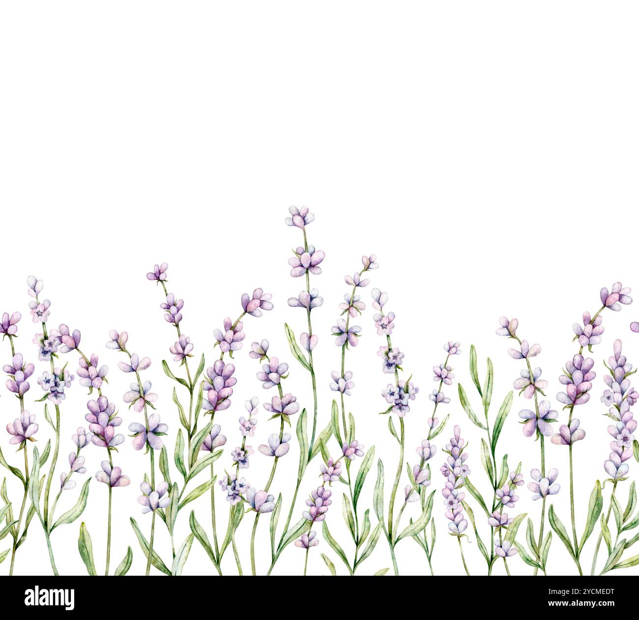 Watercolor Seamless border of Lavender flower. Floral Clipart. Hand ...