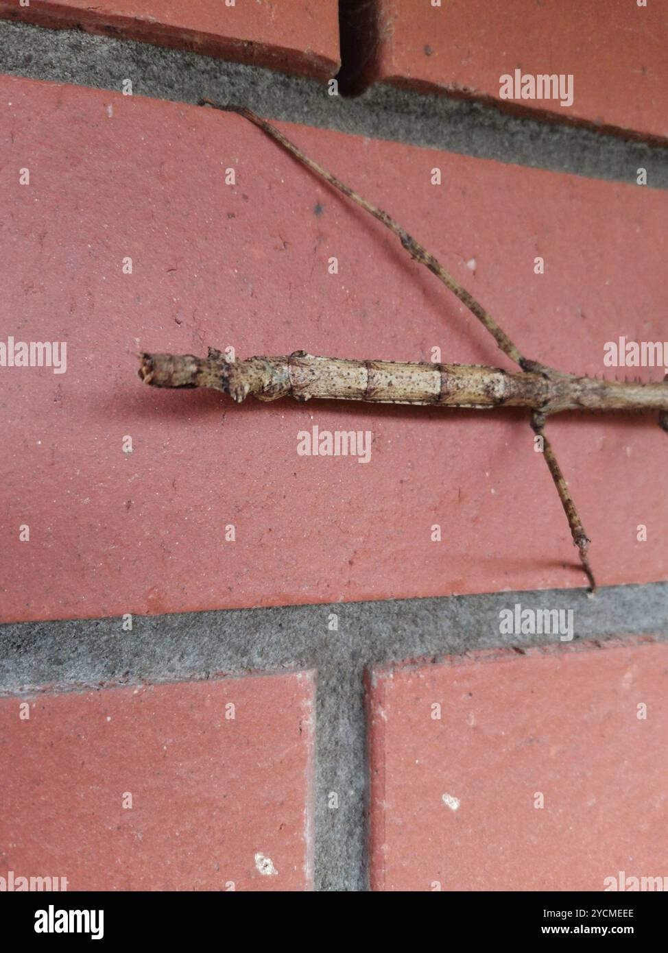 New Zealand Giant Stick Insect (Argosarchus horridus) Insecta Stock ...