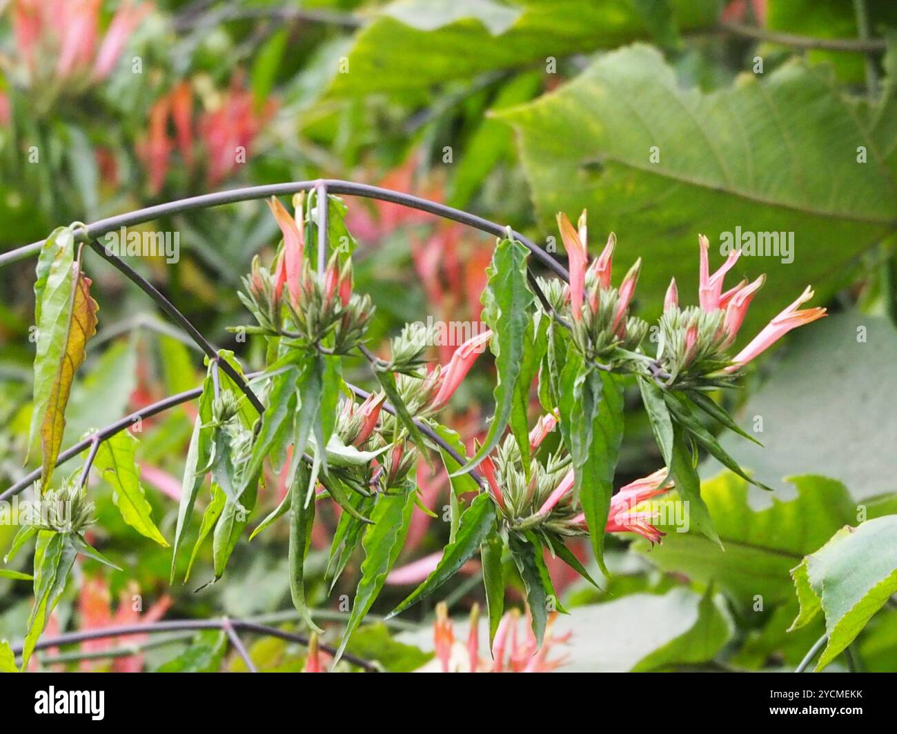 Sabah Snake Grass (Clinacanthus nutans) Plantae Stock Photo - Alamy