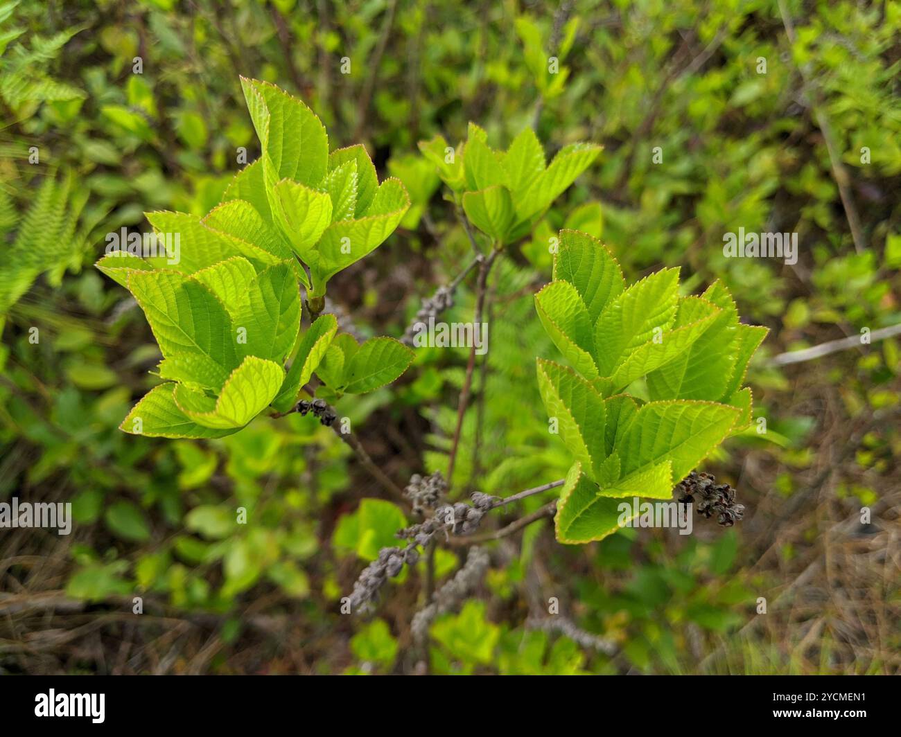 Sweet Pepperbush (Clethra alnifolia) Plantae Stock Photo - Alamy