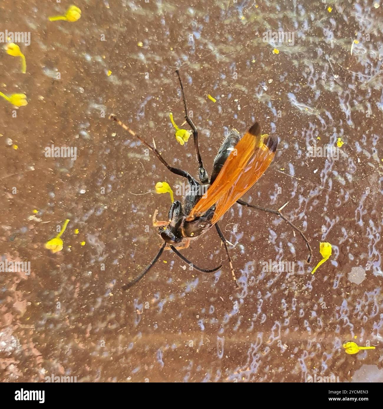 Spider Wasps (Pompilidae) Insecta Stock Photo - Alamy