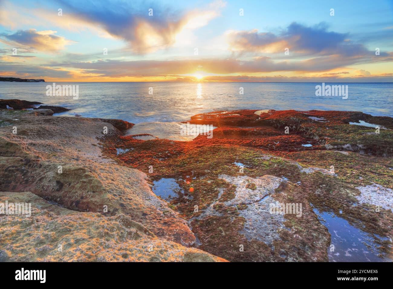 Marine algae australia hi-res stock photography and images - Alamy