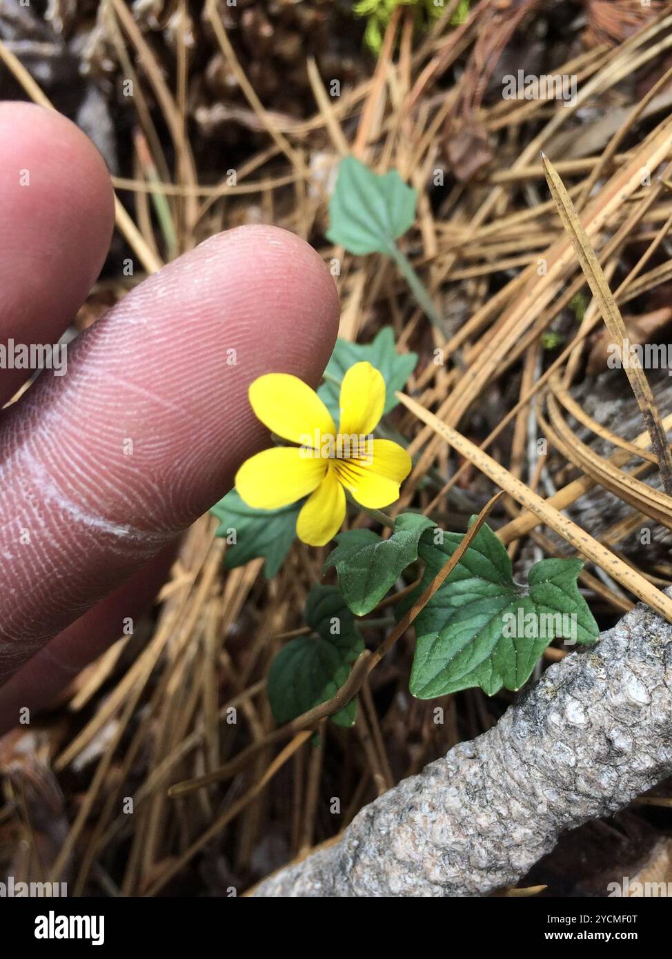 purple-marked yellow violet (Viola purpurea venosa) Plantae Stock Photo ...