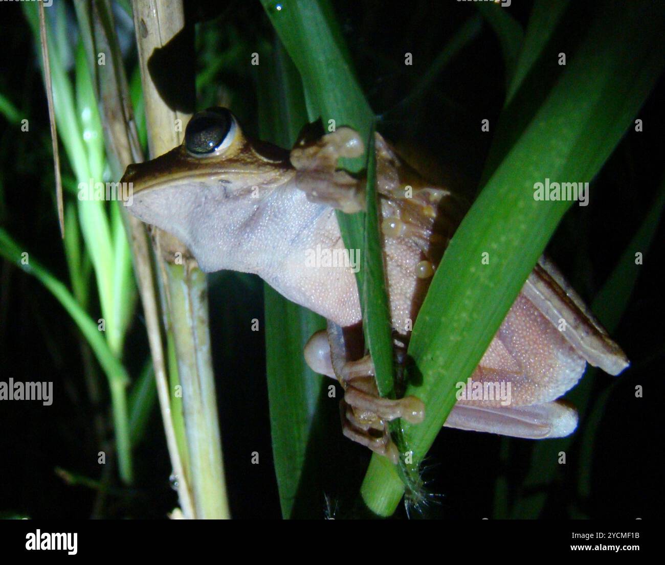 Rosenberg's Gladiator Frog (Boana rosenbergi) Amphibia Stock Photo - Alamy