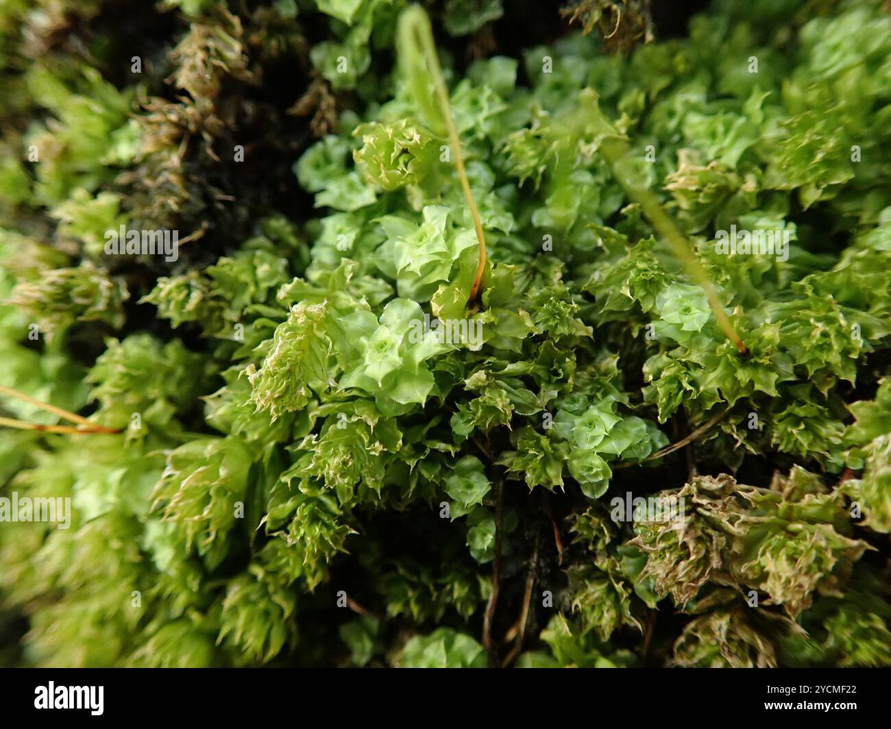 magnificent leafy moss (Plagiomnium venustum) Plantae Stock Photo - Alamy