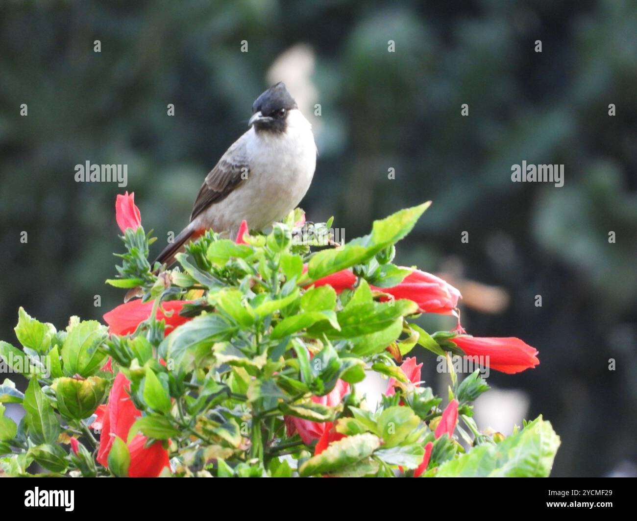 Sooty-headed Bulbul (Pycnonotus aurigaster) Aves Stock Photo - Alamy