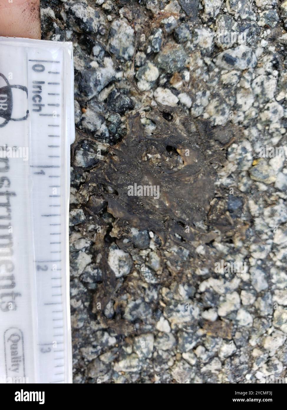 Pacific Newts (Taricha) Amphibia Stock Photo - Alamy