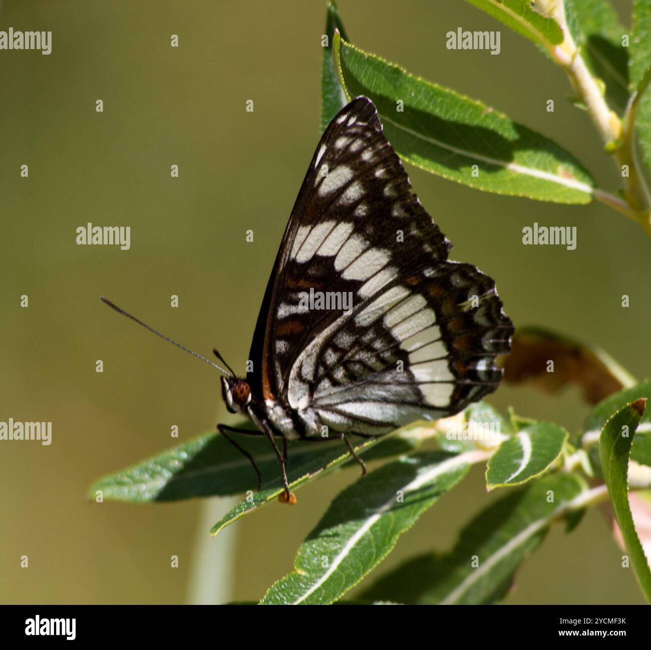 Weidemeyers admiral hi-res stock photography and images - Alamy