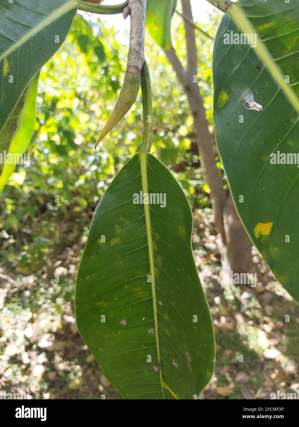 Florida Strangler Fig (Ficus aurea) Plantae Stock Photo - Alamy