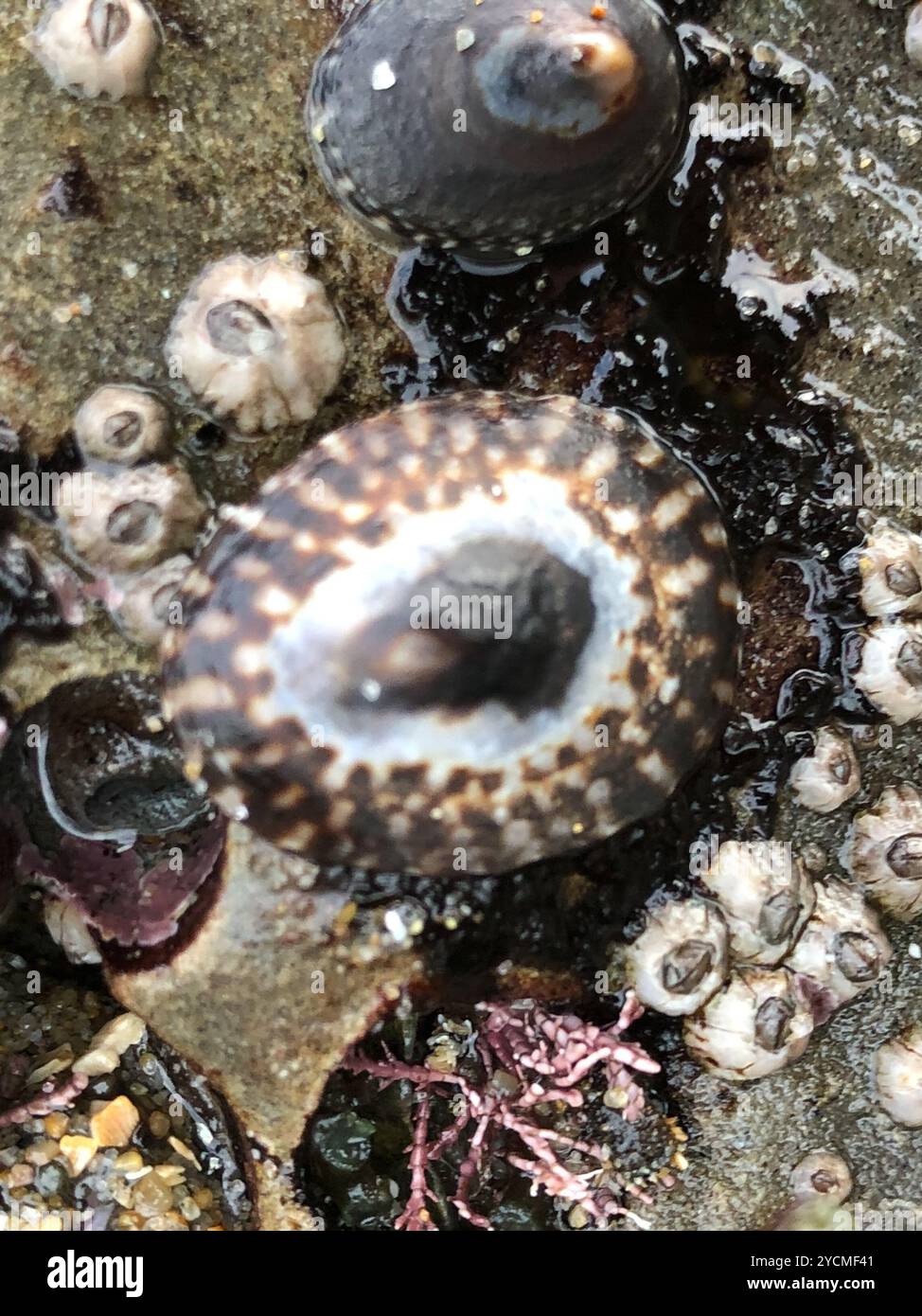 Plate Limpet (Lottia scutum) Mollusca Stock Photo - Alamy